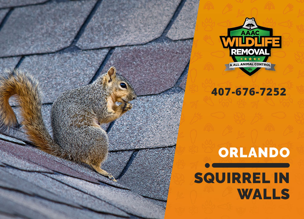 How do I get a squirrel out of my wall? - AAAC Wildlife Removal of Orlando